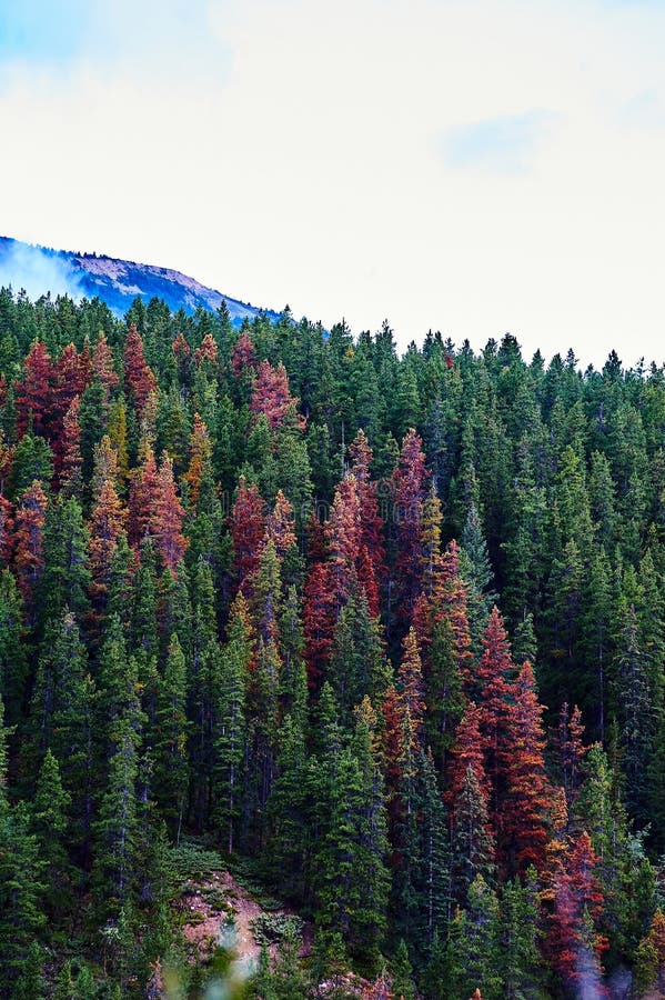 Canadian Forest in Jasper National Park Stock Image - Image of jasper ...