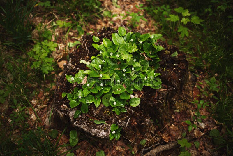 Canadian forest stock photo. Image of golden, home, bright - 236254110
