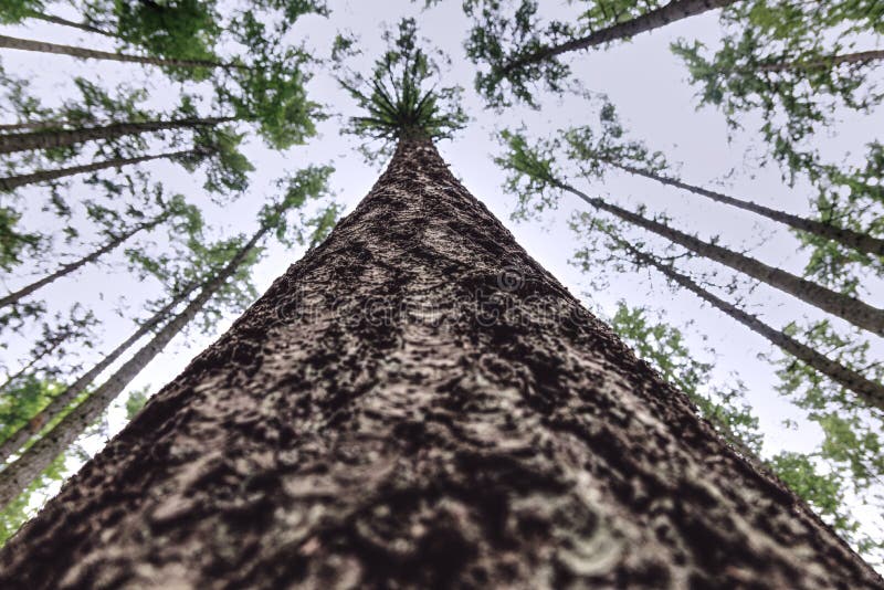Canadian Forest Trees stock image. Image of forest, park - 192642293