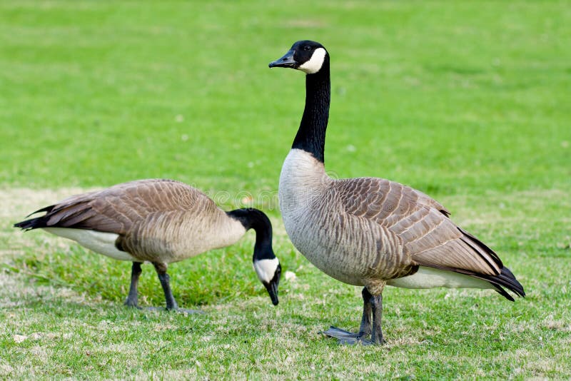 Canadian geese stock photo. Image of ornithology, canada - 12979800