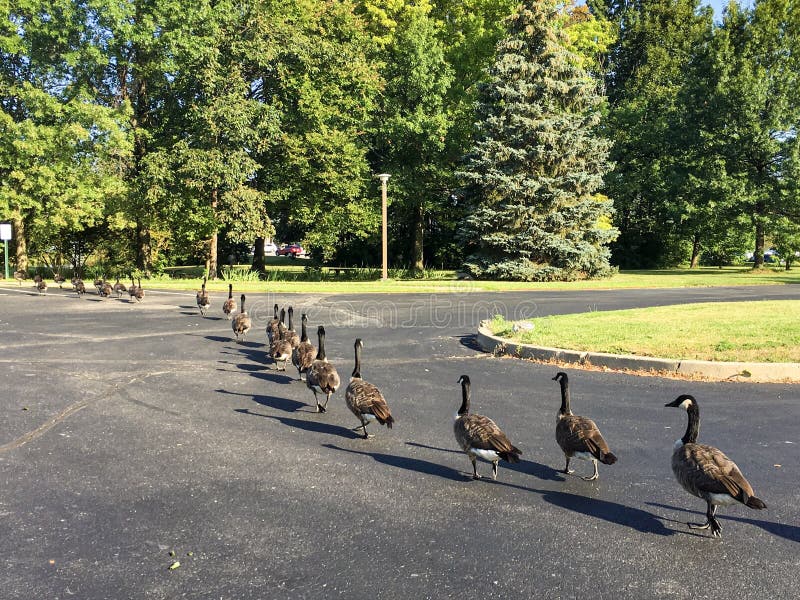 Canadian geese stock image. Image of birds, nature, group - 155754757