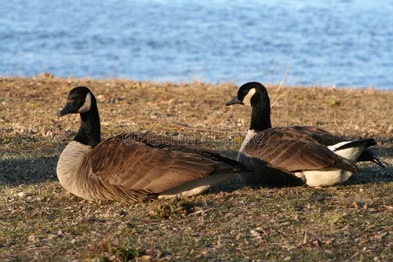 Canadian Geese 2 stock photo. Image of goose, couple, geese - 851958