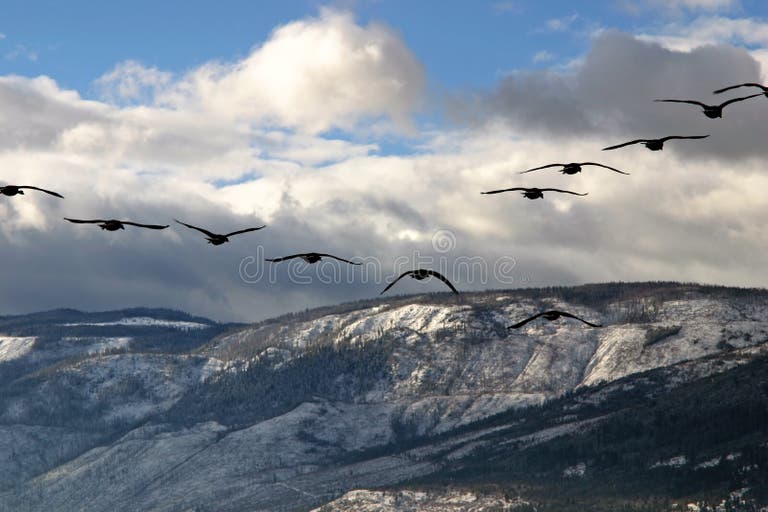 Canadian Geese Flying V Formation Stock Photos - Free & Royalty-Free ...
