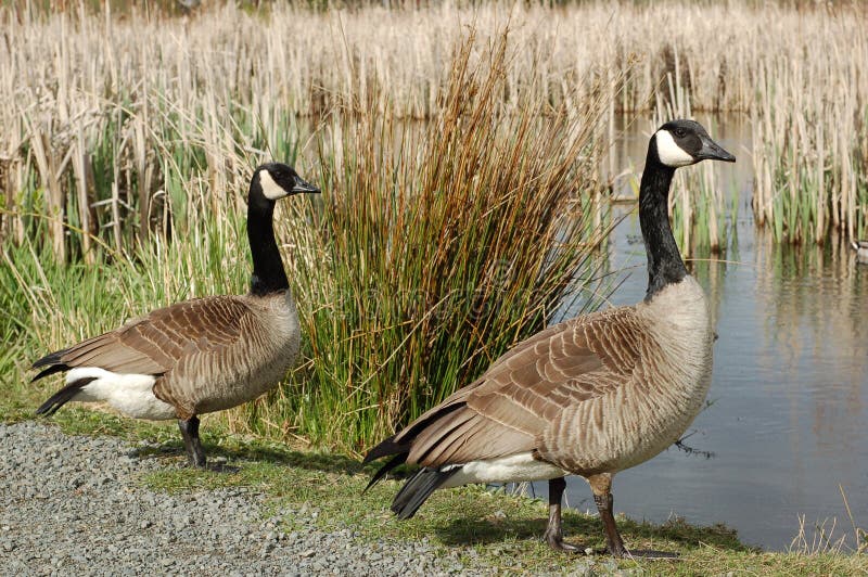 Canadian Geese stock photo. Image of canada, geese, formation - 12392366