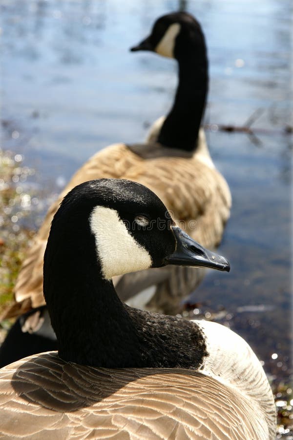 A Funny Goose stock image. Image of goose, animals, canadian - 1181395
