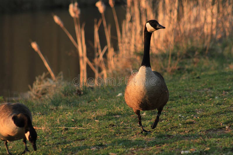 Canadian Geese stock image. Image of walking, birds, sunset - 73448155