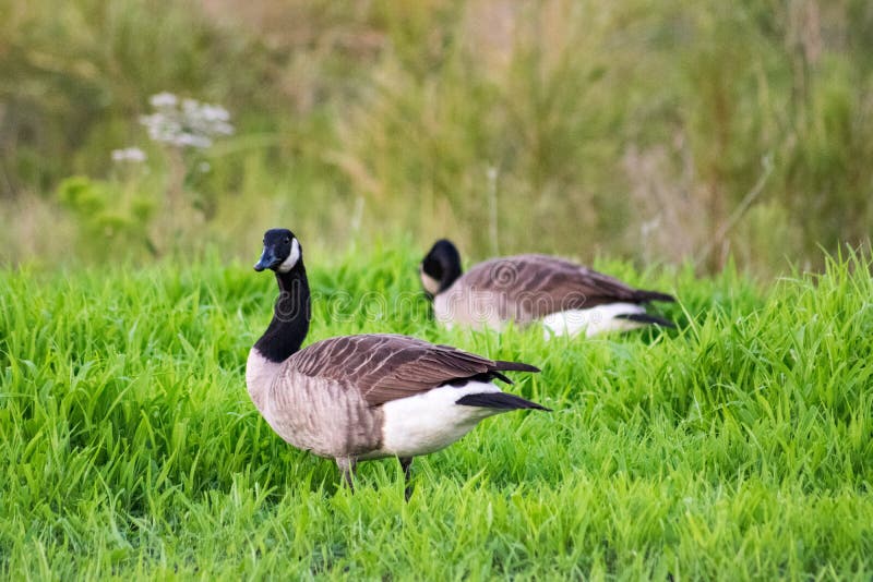 Canadian Geese stock photo. Image of canadian, grass - 78025638