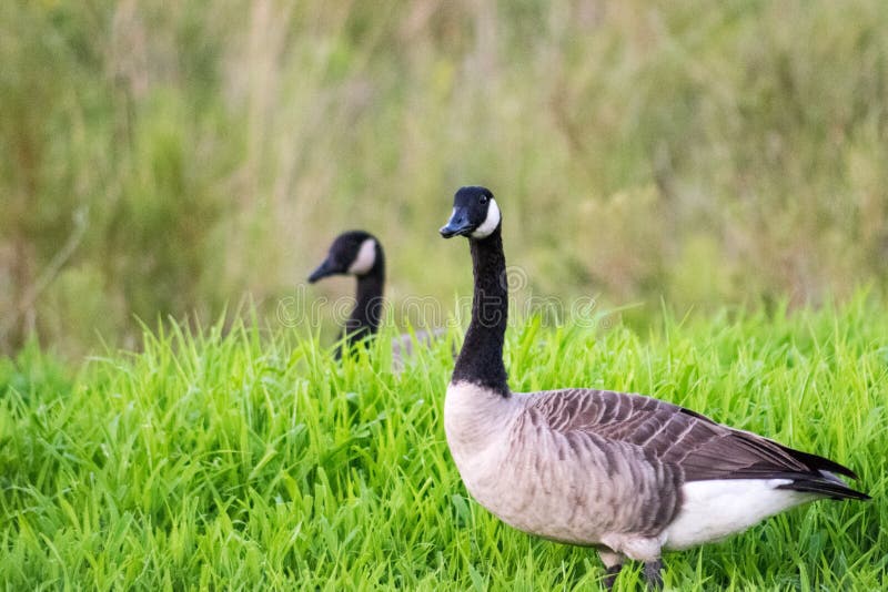 Canadian Geese stock image. Image of pond, goose, beak - 78025677