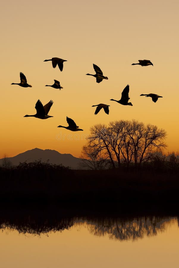 Canadian Geese at Sunset stock photo. Image of fowel, reflection - 2688332