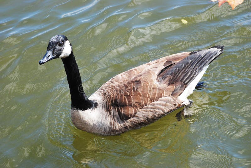Canadian geese stock image. Image of birds, ruffled, floating - 45932801