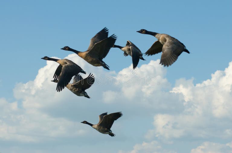 Canadian Geese Flying V Formation Stock Photos - Free & Royalty-Free ...