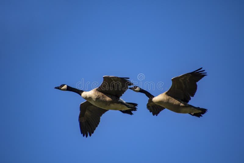 Canadian geese flying stock image. Image of wing, flying - 148630633