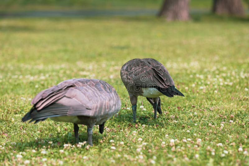 Canadian Goose Hissing Stock Photos - Free & Royalty-Free Stock Photos ...