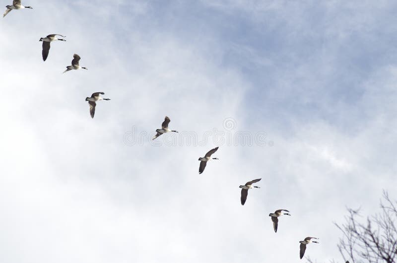 Canadian Geese Flying V Formation Stock Photos - Free & Royalty-Free ...