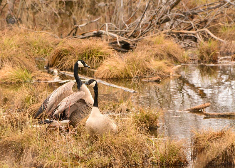 Canadian Geese Nesting in a Meandering Creek Stock Image - Image of ...