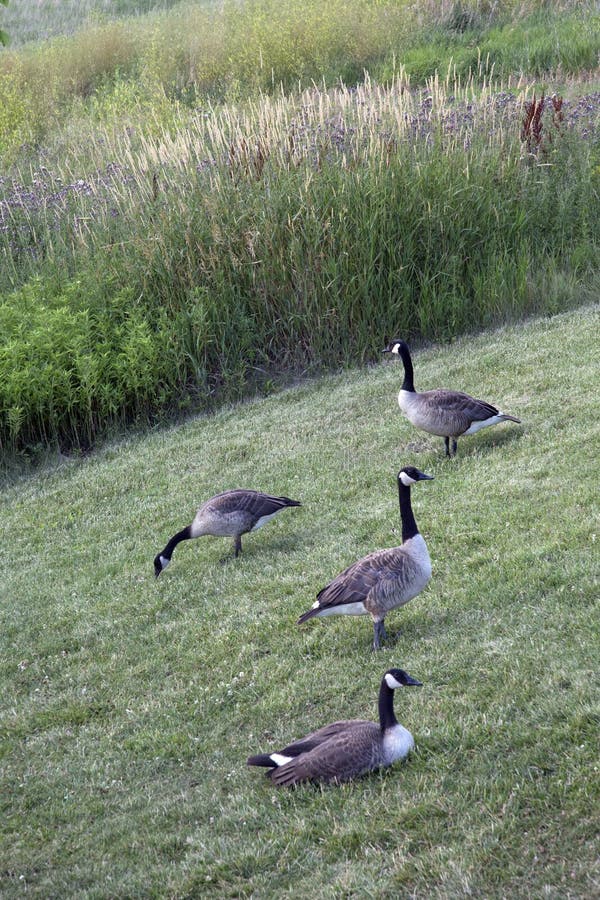 Canadian Geese at a park stock photo. Image of nature - 95485264