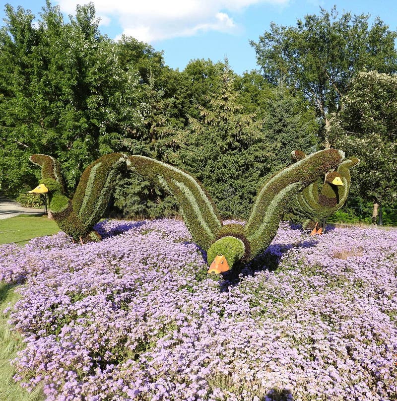 Geese editorial photography. Image of geese, garden, boat - 99789482