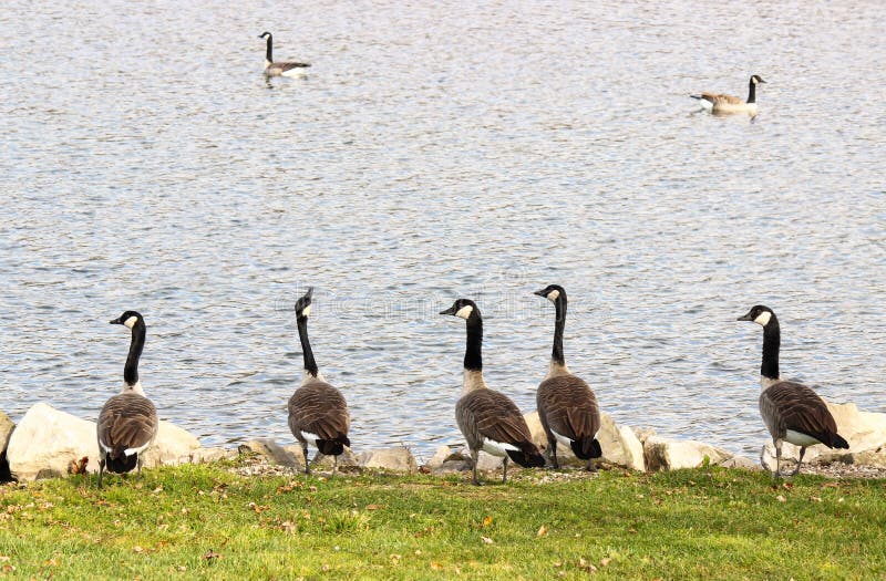 Canadian Geese stock photo. Image of canadensis, flock - 46412696