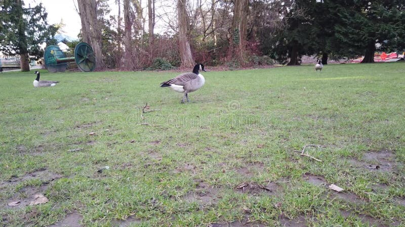A Canadian Geese Running Away Stock Footage - Video of wildlife ...