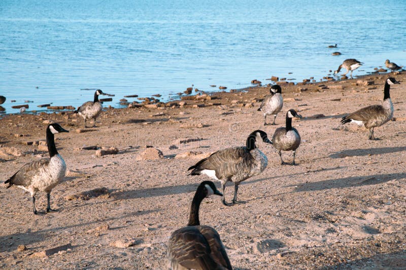Canadian Geese at the Shore Stock Photo - Image of coast, necks: 254757582