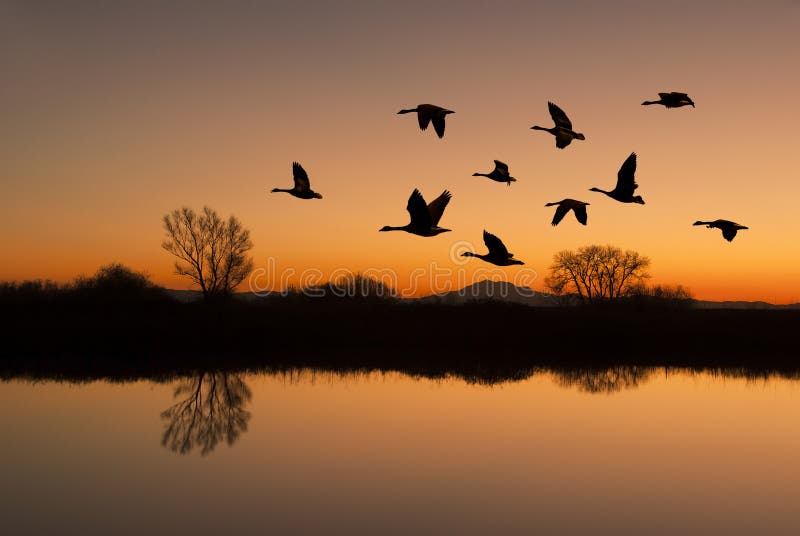 Canadian Geese at Sunset stock photo. Image of fowel, reflection - 2688332