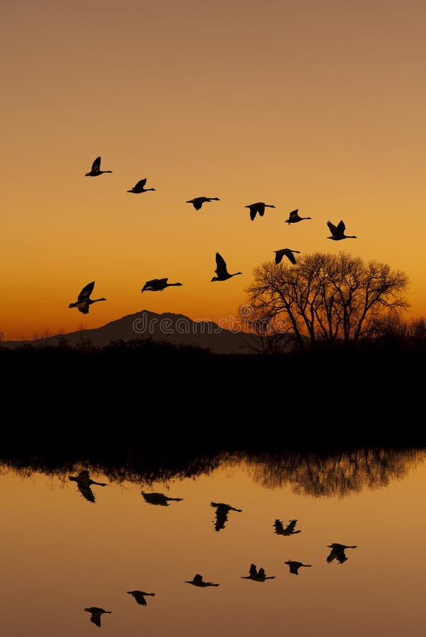 Canadian Geese at Sunset stock photo. Image of tree, water - 25233486