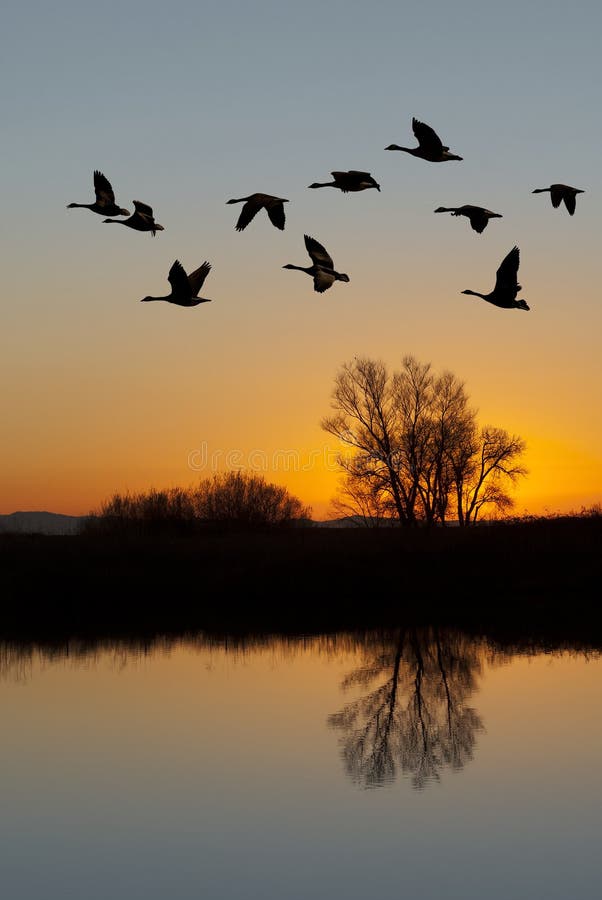 Geese at Sunset on the Lake Stock Photo - Image of yellow, summer: 29394228