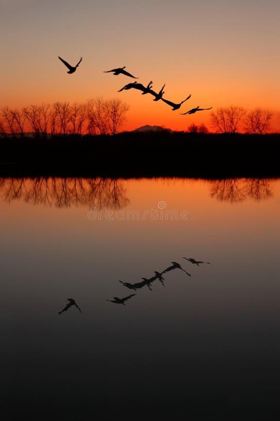 Canadian Geese at Sunset stock photo. Image of fowel, reflection - 2688332