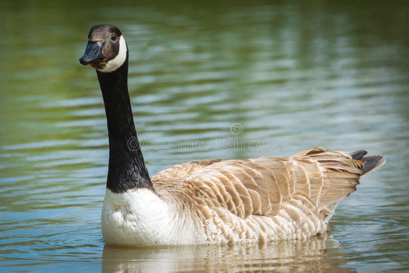 Canadian geese stock photo. Image of lake, female, birdwatching - 54663246