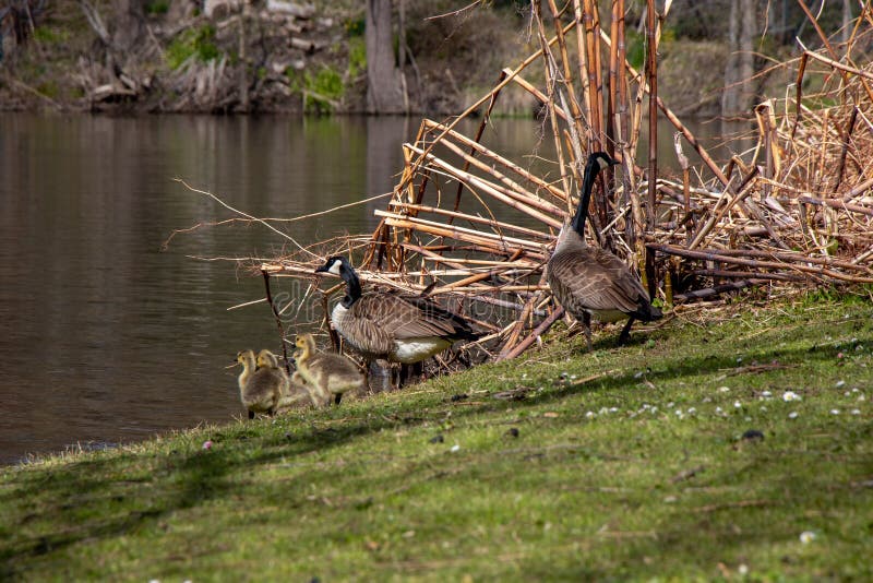 Canadian Geese with Their Babies Stock Photo - Image of nature, river ...