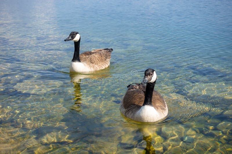 Canadian Geese at Tutzing Starnberg Lake Germany Stock Image - Image of ...