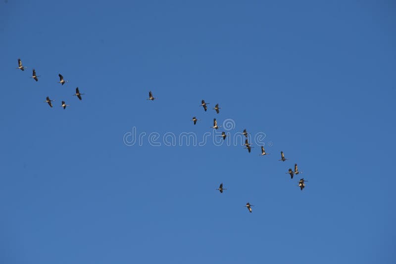 Canadian Geese in V Formation Stock Image - Image of wildlife ...