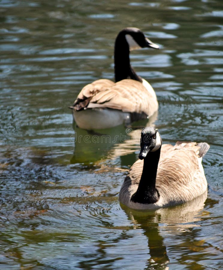 Canadian Geese on water stock photo. Image of american - 61281692