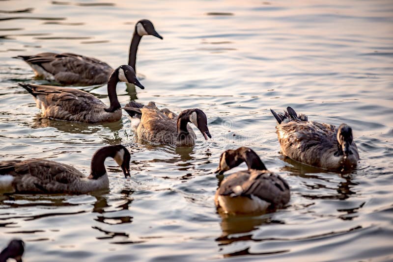 Canadian Geese in Water Early Morning Stock Image - Image of canada ...