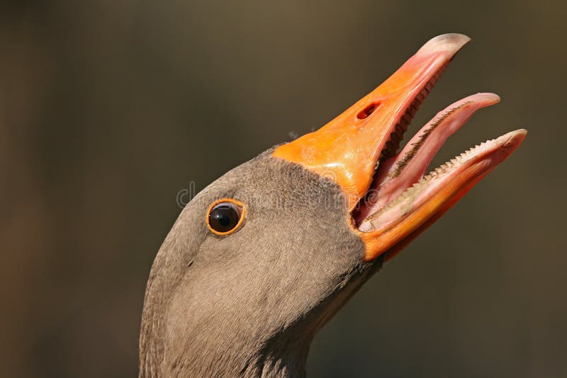 225 Angry Canadian Photos - Free & Royalty-Free Stock Photos from ...