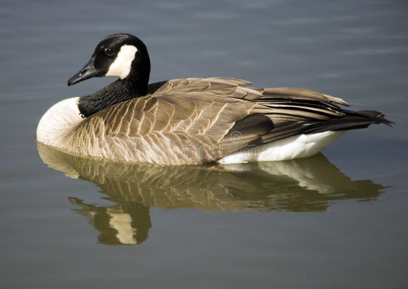 Canadian Goose Portrait stock photo. Image of birds, goslings - 45183484