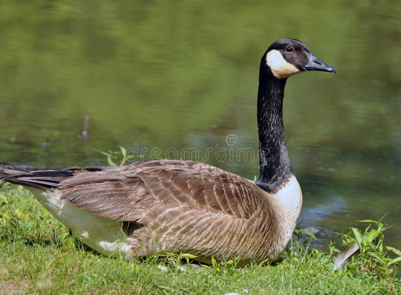 Canadian Goose Portrait stock photo. Image of birds, goslings - 45183484