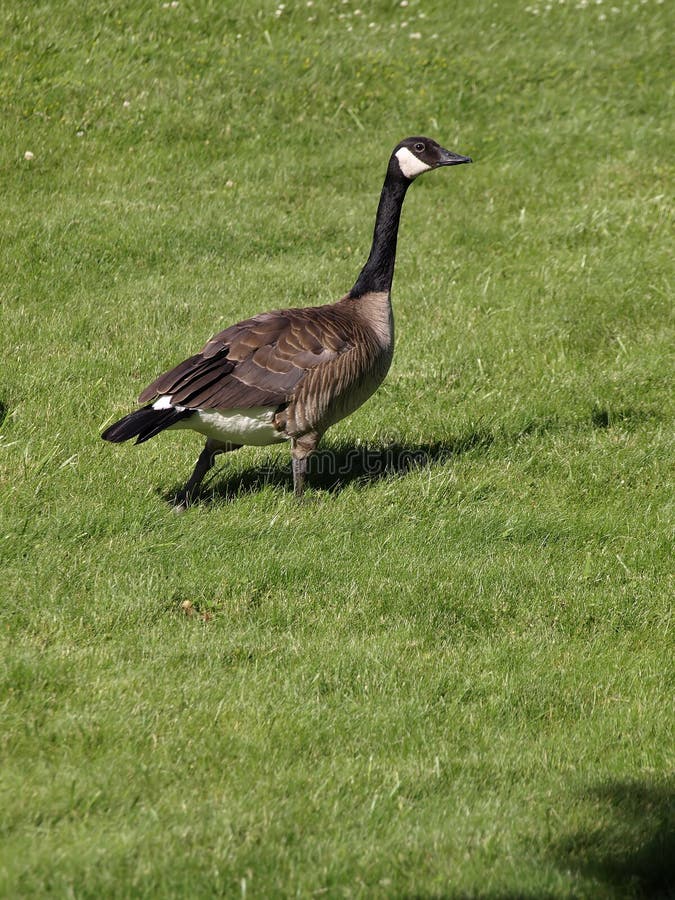 Canadian Goose stock photo. Image of shadow, neck, feathers - 16008054