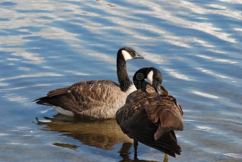 Canadian goose stock photo. Image of rock, water, stream - 16301150