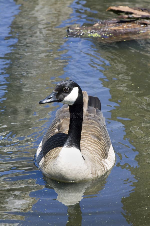A Funny Goose stock image. Image of goose, animals, canadian - 1181395