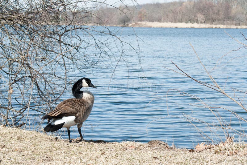 Canadian Goose stock photo. Image of geese, gander, waterfowl - 23839396