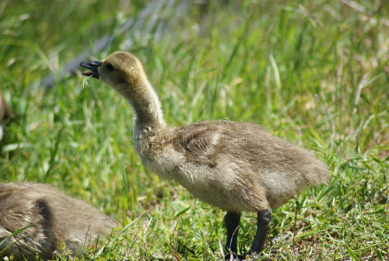 Canadian Goose stock image. Image of gosling, common - 274725131
