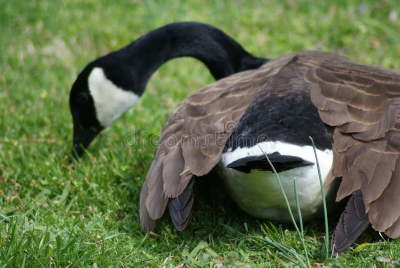 Canadian Goose stock photo. Image of migratory, goose - 274725354