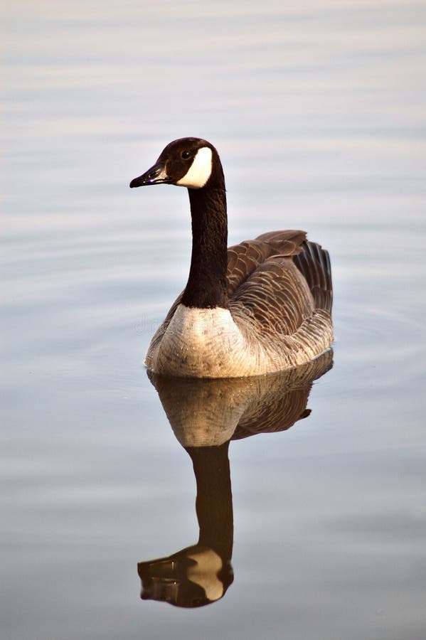 Canadian goose stock photo. Image of waves, perfect, reflection - 284288