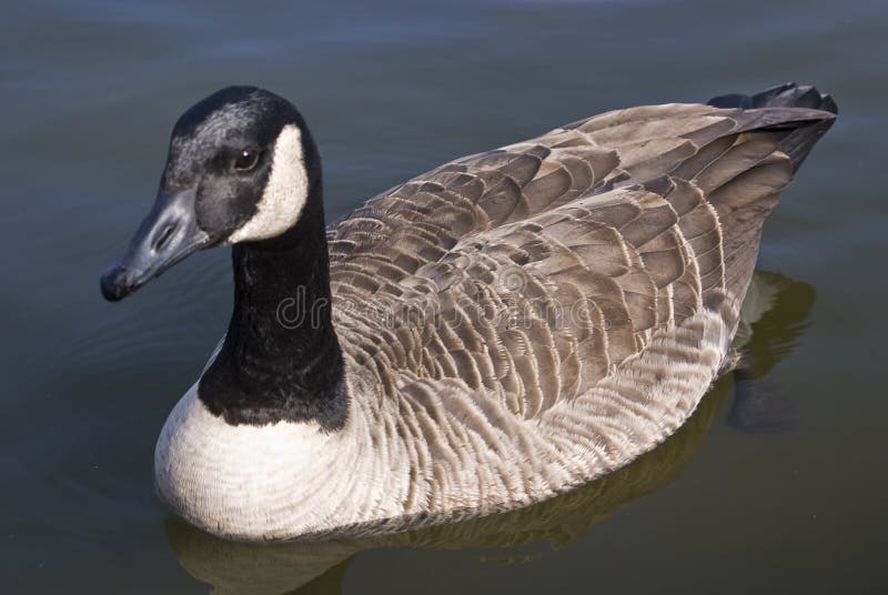 Canadian Goose Portrait stock photo. Image of birds, goslings - 45183484