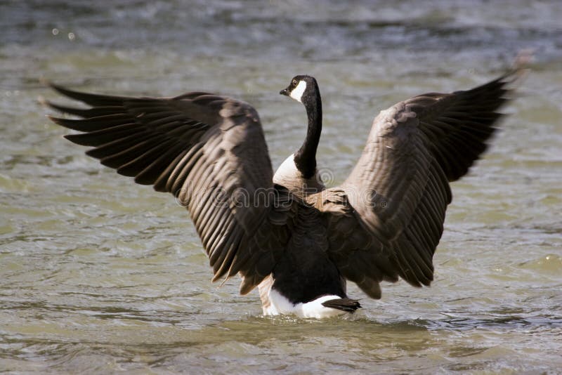 Goose Attacking Protecting Nest Stock Image - Image of feathers, canada ...