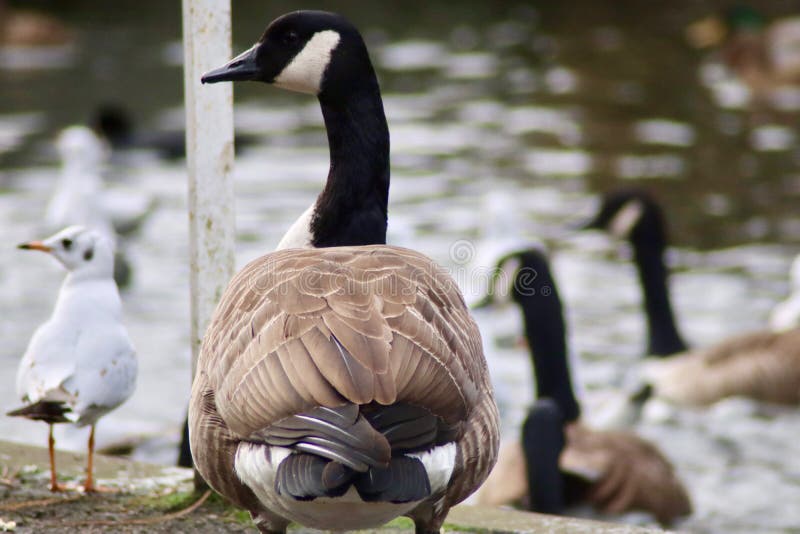 A Canadian Goose Looking Sideways Stock Photo - Image of action ...