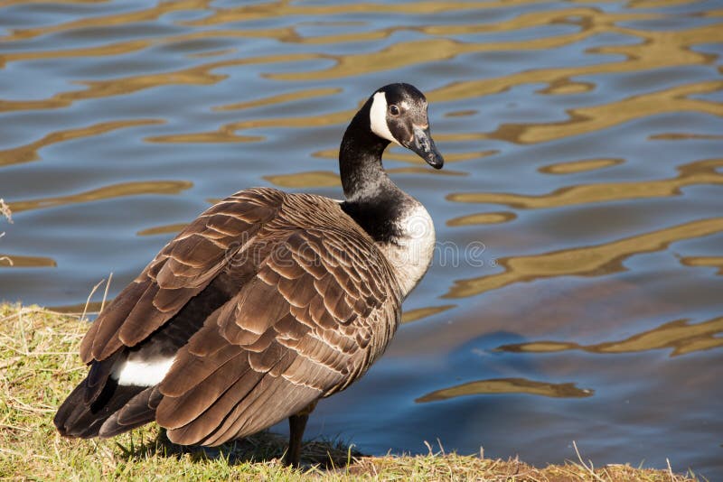 Canadian Goose Portrait stock photo. Image of birds, goslings - 45183484