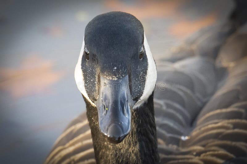 Canadian goose close up stock image. Image of ...