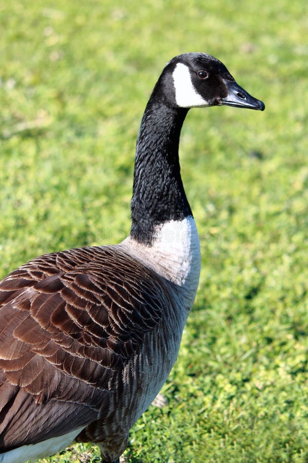 Canadian Goose stock photo. Image of large, canadensis - 67283488